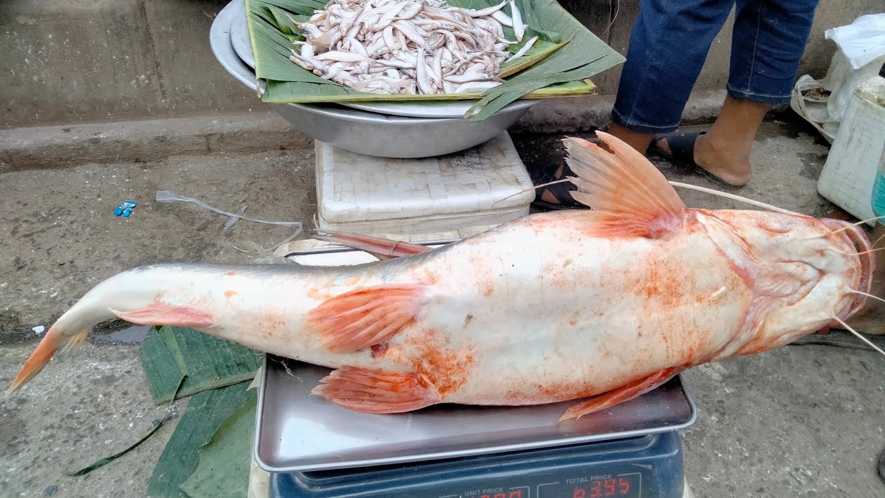 Fastest ayar fish cutting skill in fish market ayar fish cutting by ...