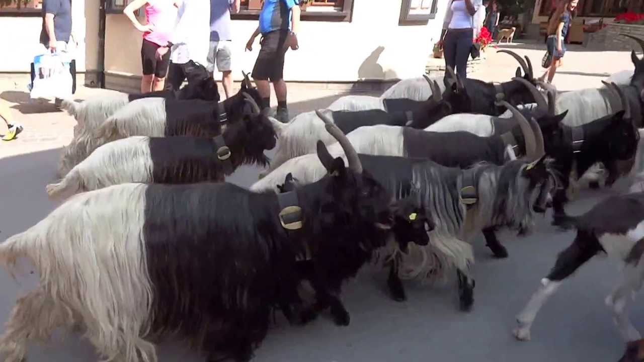 mountain goats at Zermatt, Switzerland - YouTube