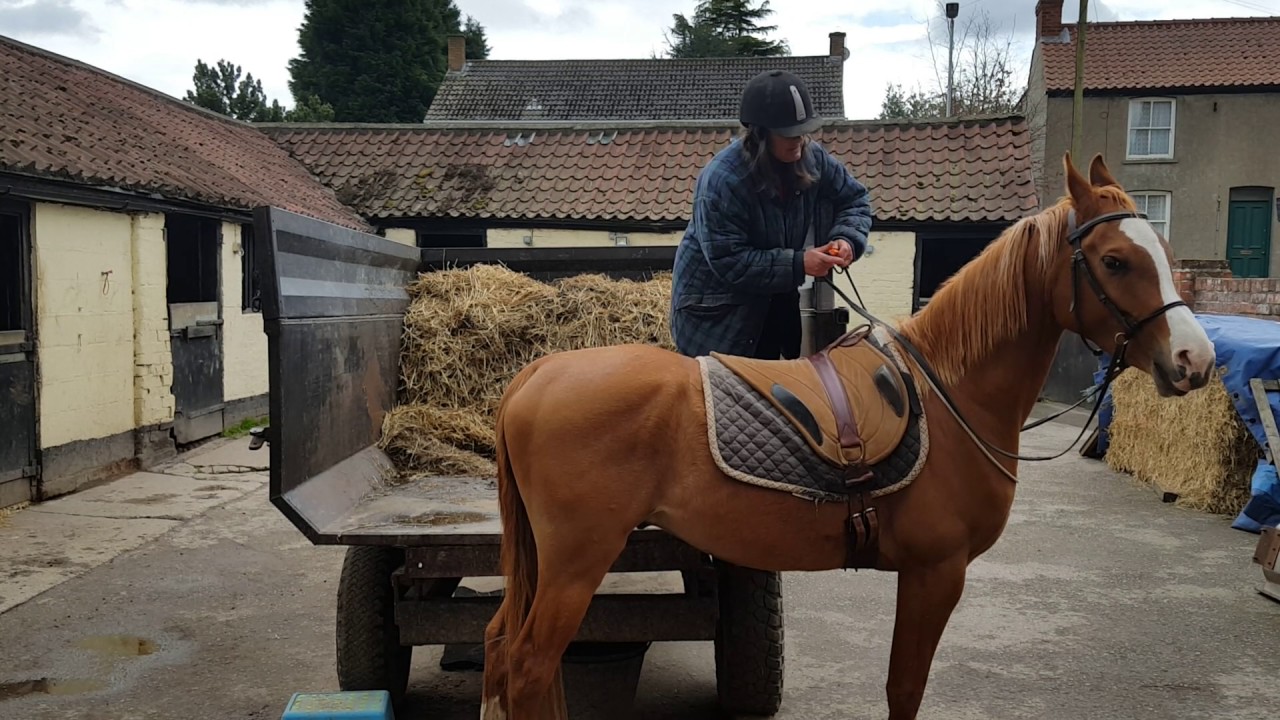 Positive Horse Training. Part 2 of voluntary participation in the ...