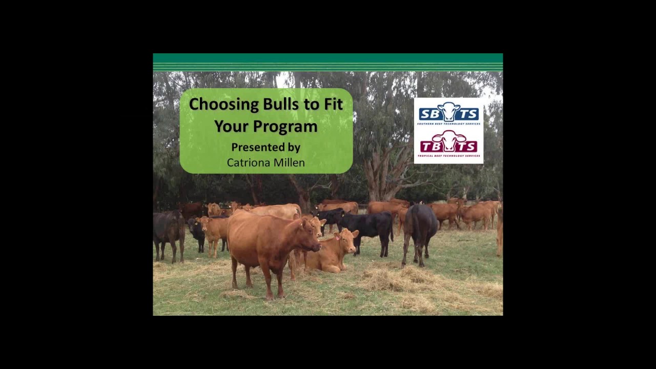 Choosing Bulls to Suit Your Program - YouTube