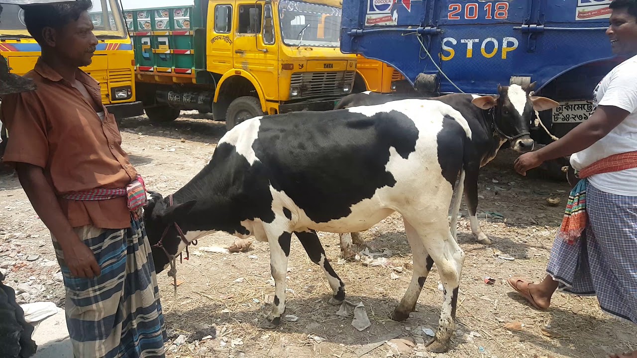 Holstein Friesian cow।Interview with Holstein Friesian cow owner in ...