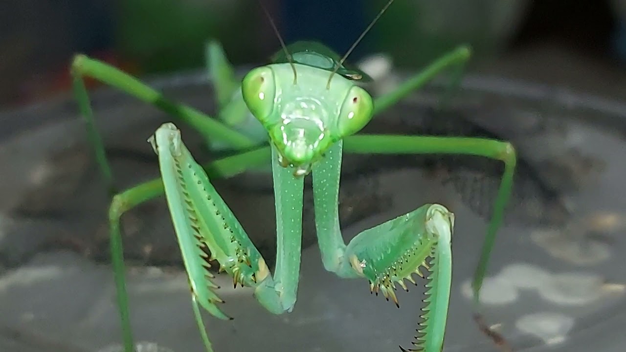 MACROMANTIS HYALINA, Mantis Gigante Sudamericana....... - YouTube