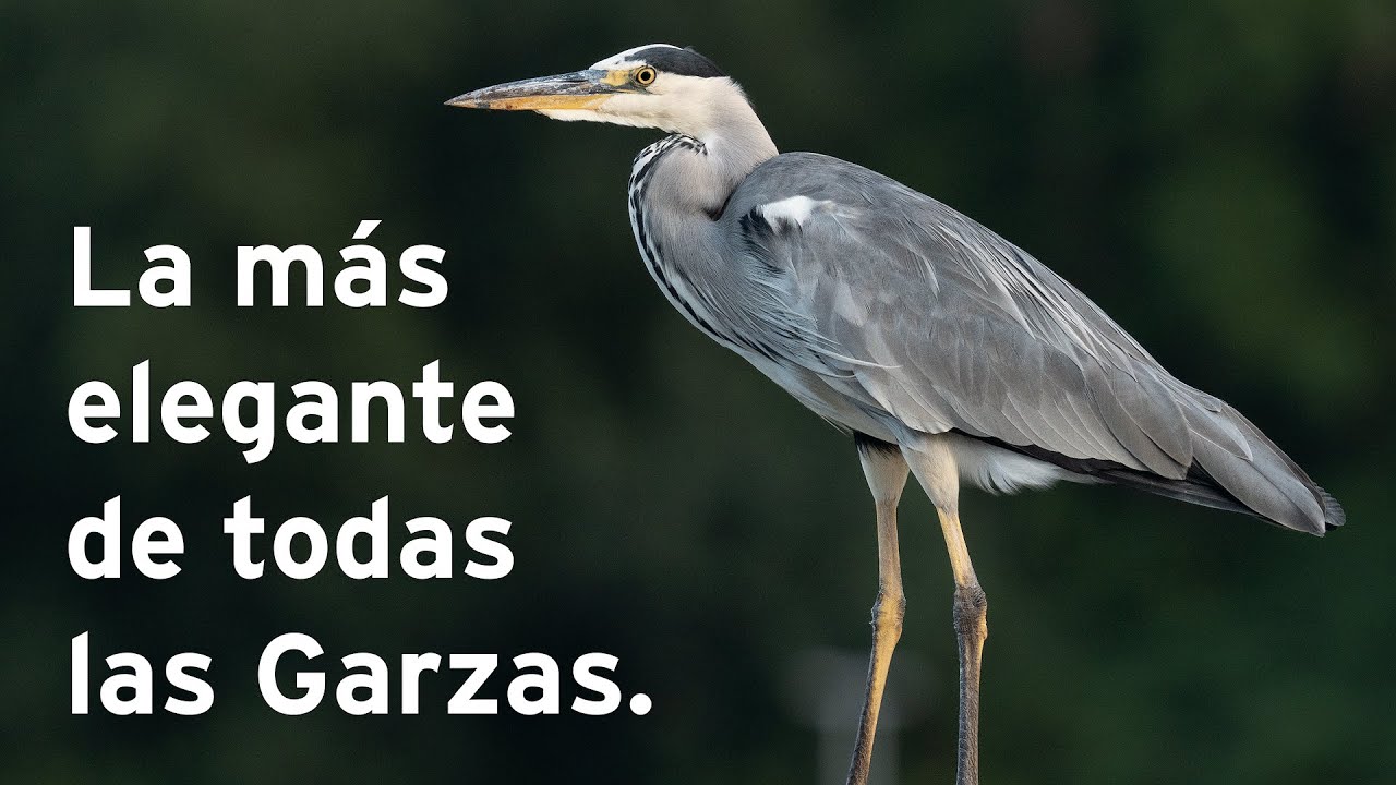 Garza cuca o Garza mora la más GRANDE Y ELEGANTE DE TODAS LAS GARZAS ...
