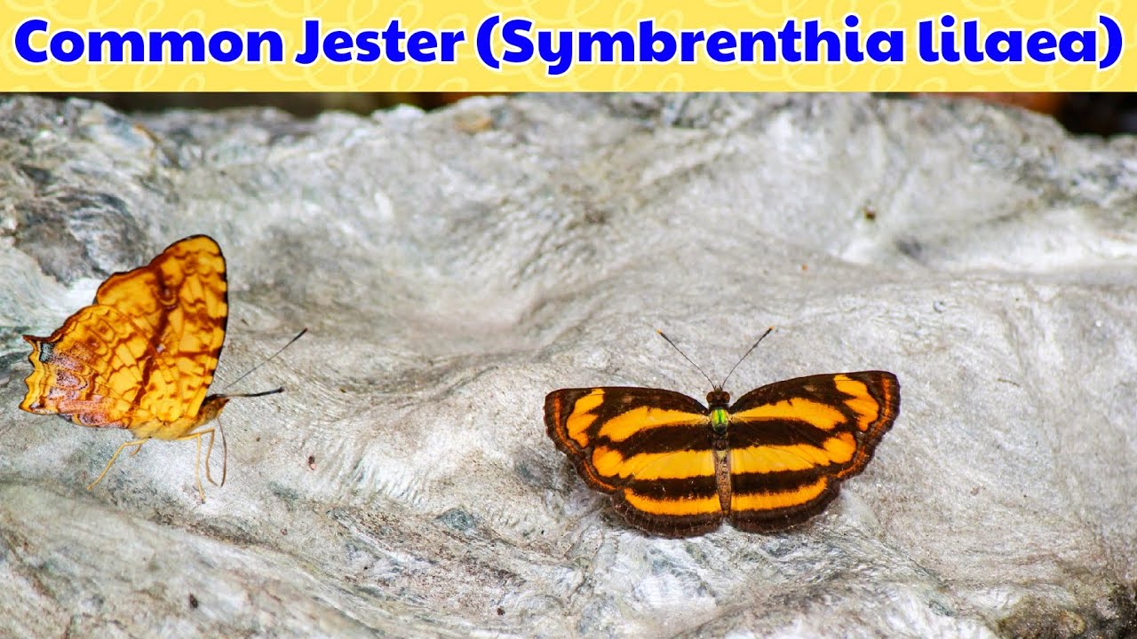 Common Jester Butterfly | Symbrenthia lilaea | Peninsular Jester at ...
