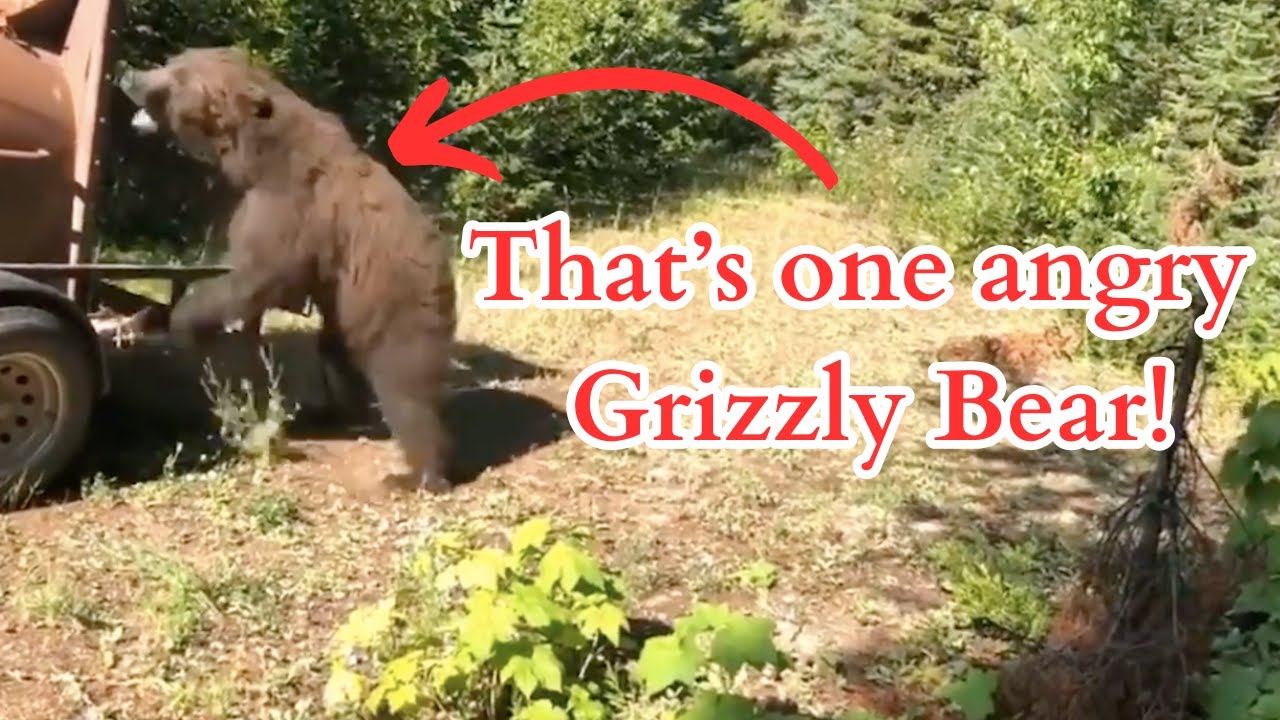 Grizzly Bears Being Released Back Into The Wild (One Gets Mad!) - YouTube