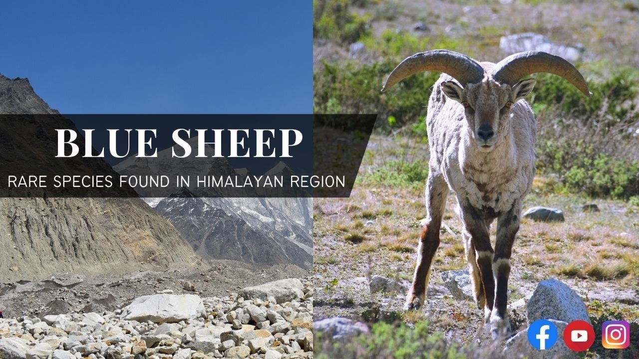 Vulnerable Species Blue Sheep