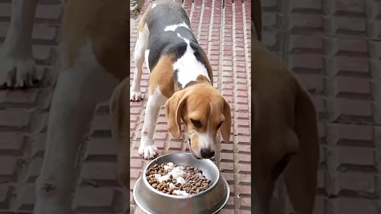 Beagle Breakfast Time | Naya the Beagle | Buck Yard ni Pen #shorts # ...