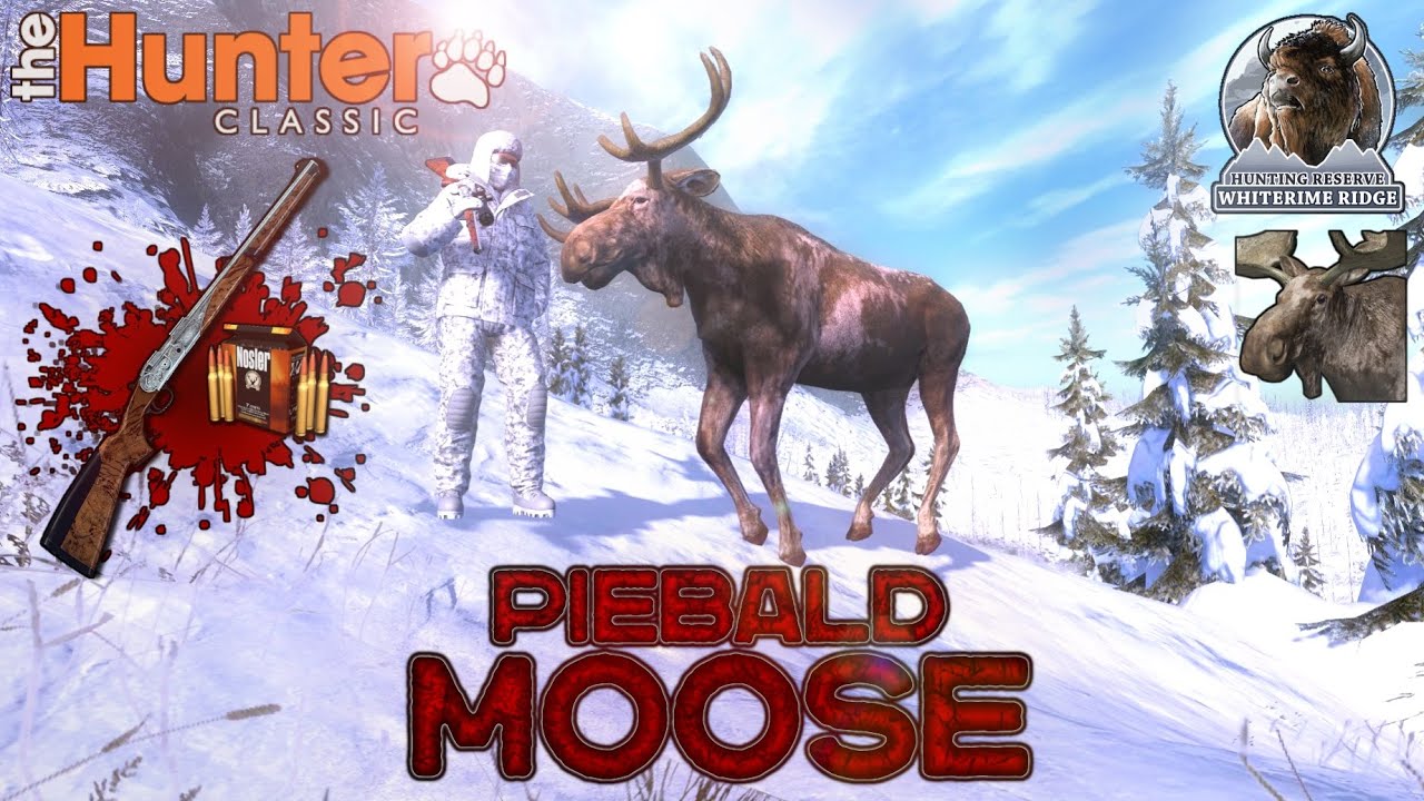 theHunter Classic: Piebald Moose. - YouTube