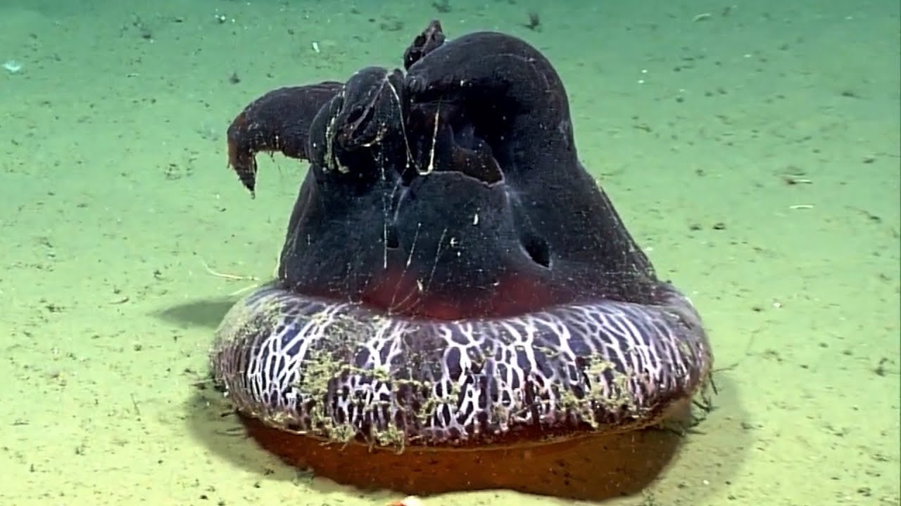10 New ROV Encounters with Strange Deep Ocean Creatures Found in the ...