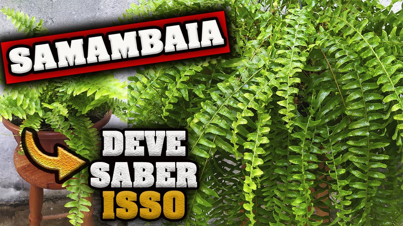 SAMAMBAIA | tudo o que VOCÊ PRECISA saber | Não amarela nem seca - YouTube