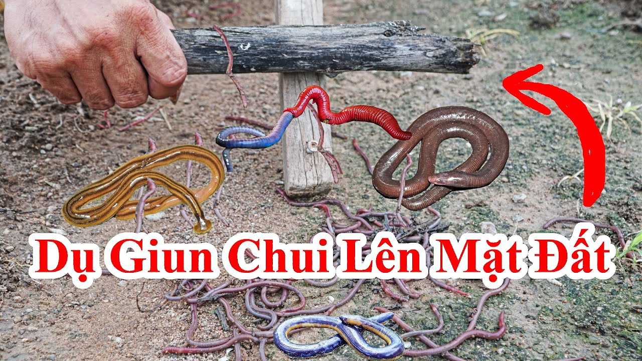 Cách Dụ Giun (Trùng) Chui Lên Khỏi Mặt Đất Cực Hay/ Mẹo Bắt Giun Đất ...