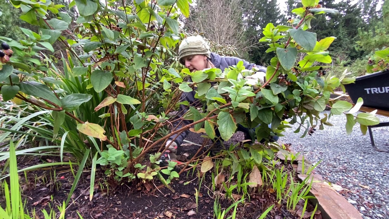 How to prune a Hypericum - YouTube