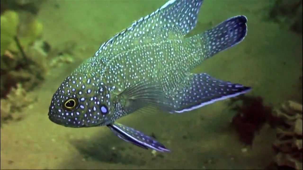 The Residents of Port Phillip Bay, Southern Blue Devilfish - YouTube