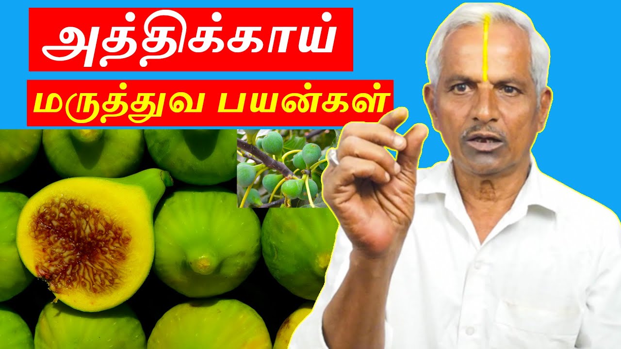 அத்திக்காய் மருத்துவ பயன்கள் | Athikai benefits in tamil (fig ...