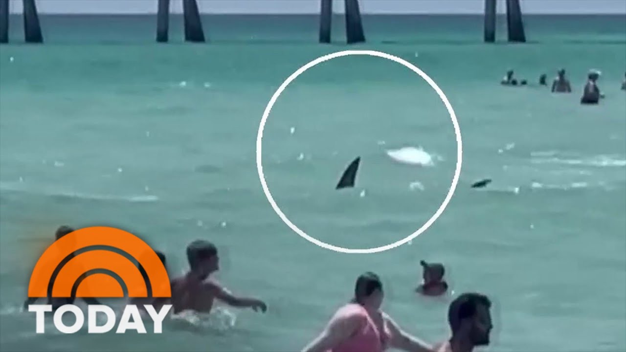 Officials add new lifeguard training in wake of shark attacks - YouTube