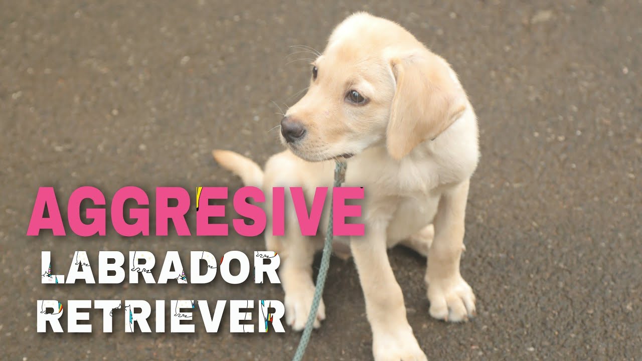 AGGRESIVE LABRADOR PUPPY | Labrador retriever dog | cute Reactions ...