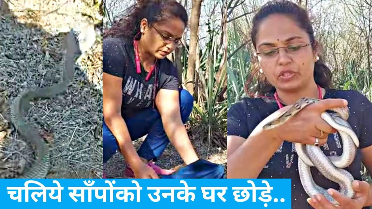 देखे कैसे रिहा करते ही साँप क्या करते है.. Snakes release vlog.. - YouTube