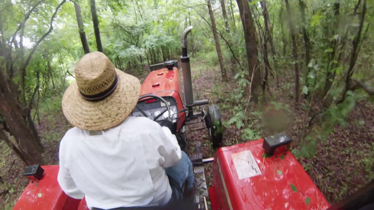 Risking Damage - Bush Hog Tree area with Massey 261 - YouTube