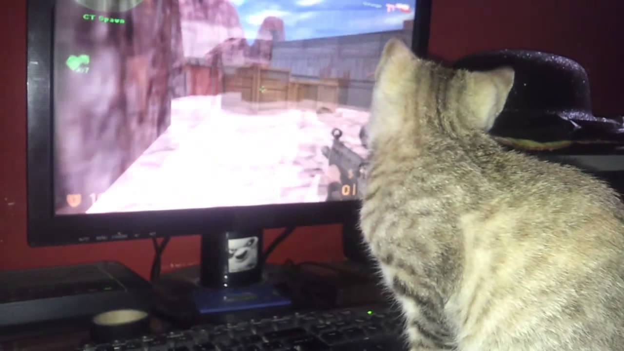 Gato jugando Counter Striker / Cat playing Counter Strike - YouTube
