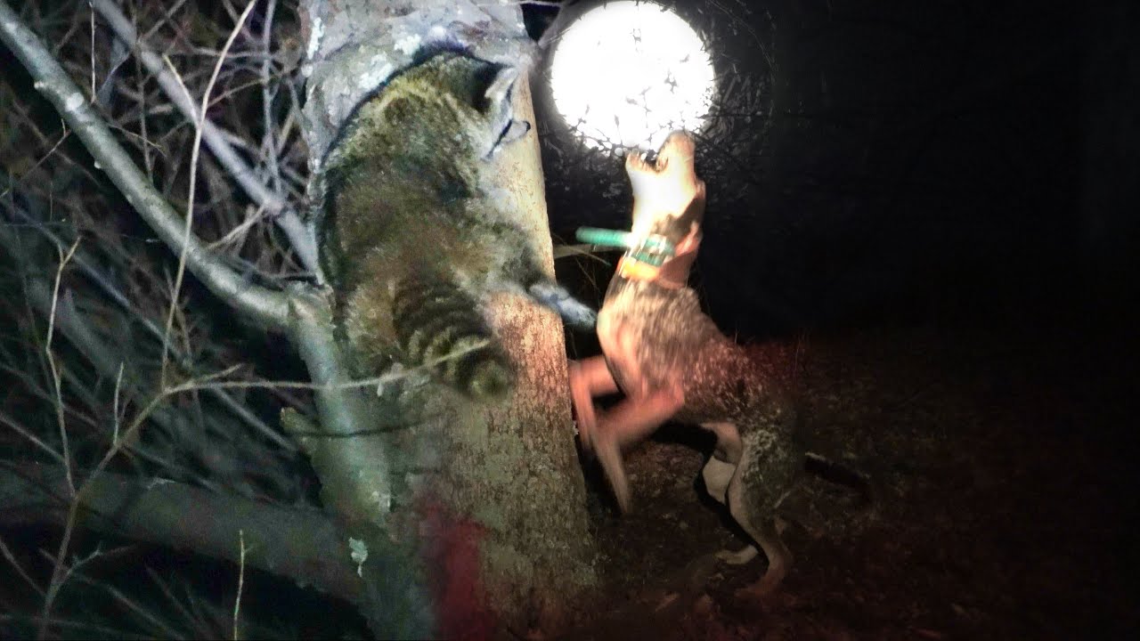 FULL MOON RACOON! - YouTube