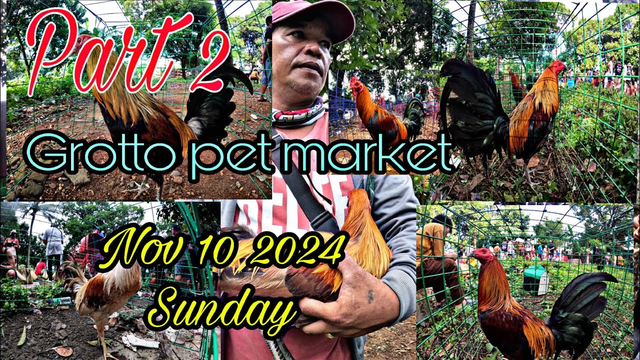 Part 2 grotto pet market , Nov 10 2024 sunday . - YouTube