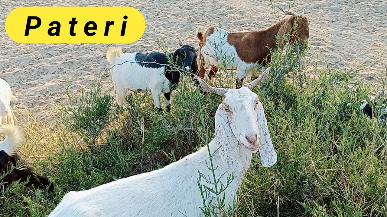 pateri goats village l pateri goats part 6 l pateri goat - YouTube