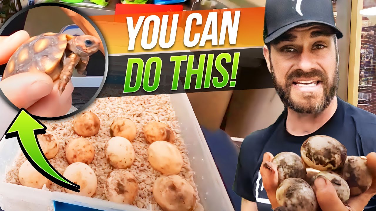 Redfoot Eggs for Dummies! - YouTube