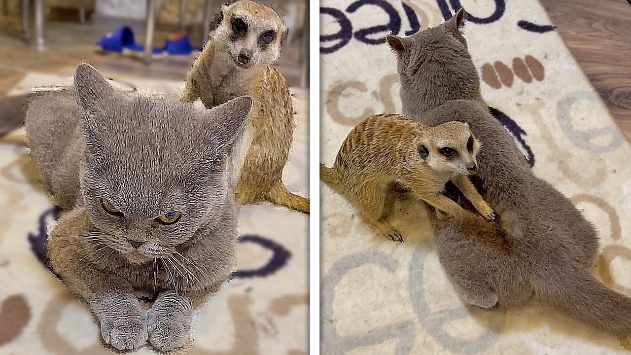 ADORABLE Reaction! PET MEERKAT MASSAGES CATS BACK (Meerkat And Cat ...