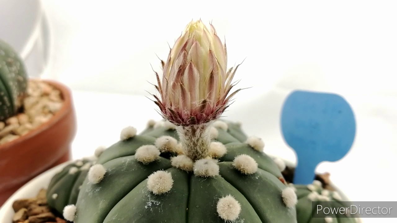 Astro cactus flower blooming - YouTube