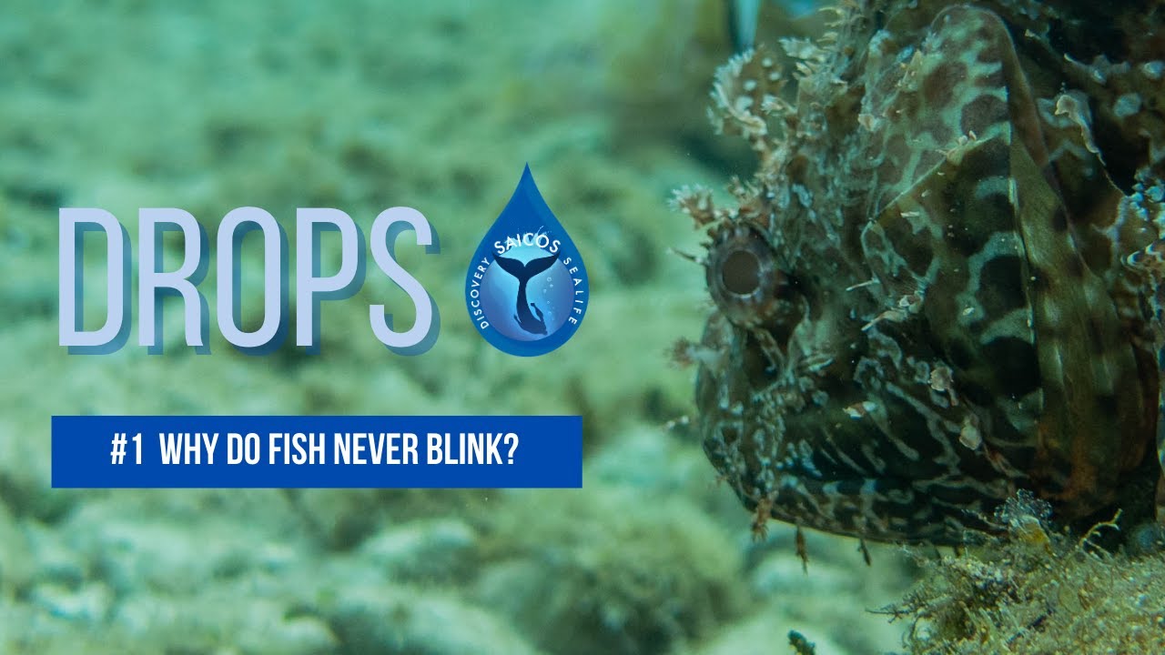 Why do fish never blink? | DROPS #1 - YouTube