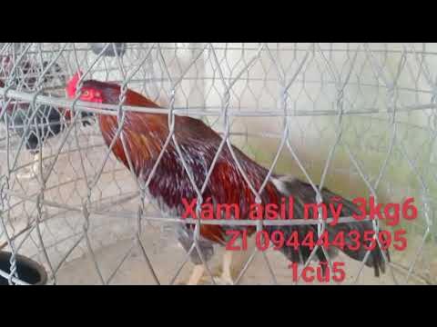 19/2 ..xám asil Mỹ 3kg6 .. - YouTube