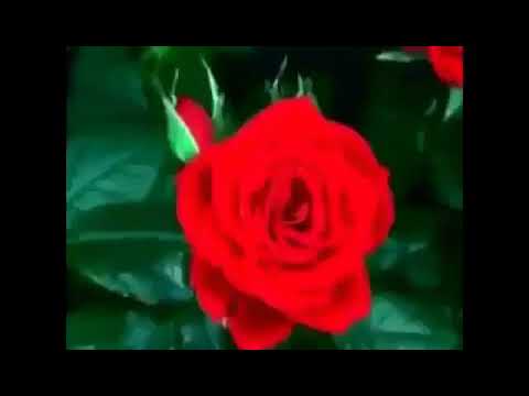Urime festa e kurban bajramit gjith muslimaneve kudo qe te jen ne zemrat e qdo muslimani te ket lumt