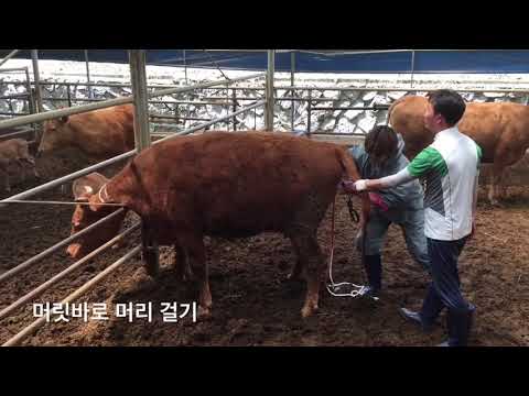 한우 분만(난산)시 문짝을 활용하는 방법(dystocia in cow, stillbirth) - YouTube