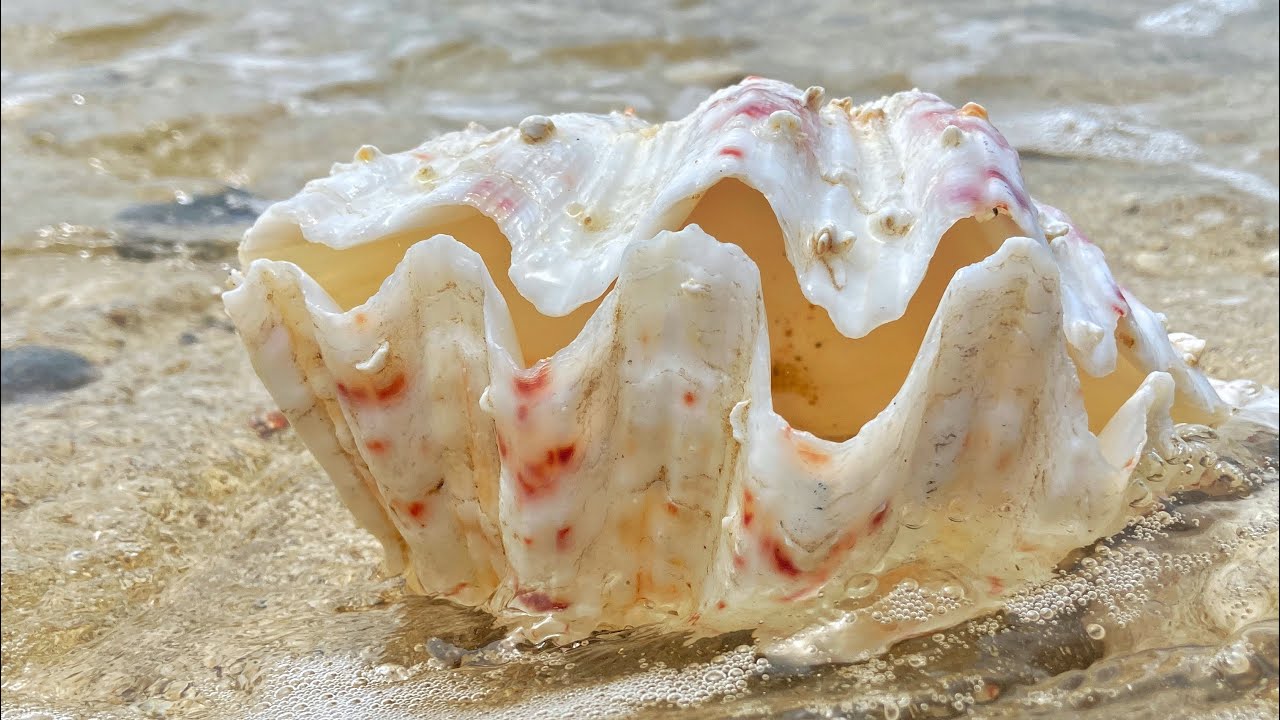 HIPPOPUS HIPPOPUS ( SALTWATER CLAMS ) CLAM SHELL by KHARISMA KERANG ...