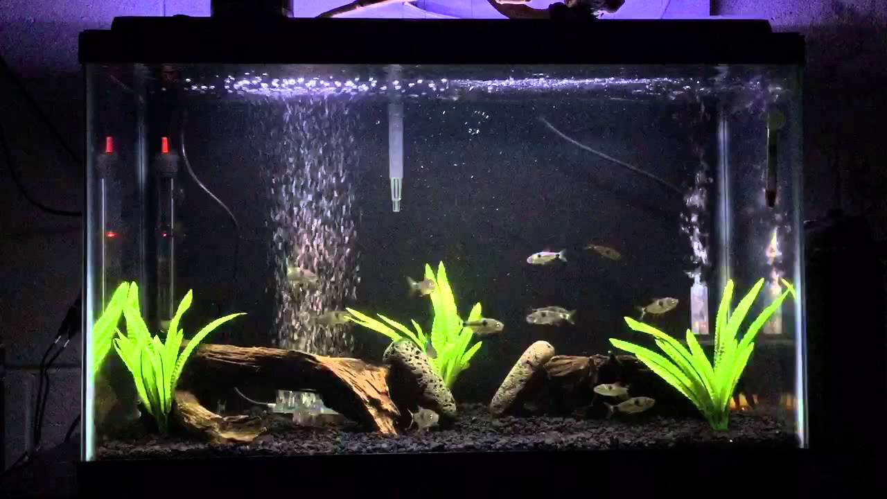 29 Gallon Fish Tank (Bucktooth Tetra) - YouTube