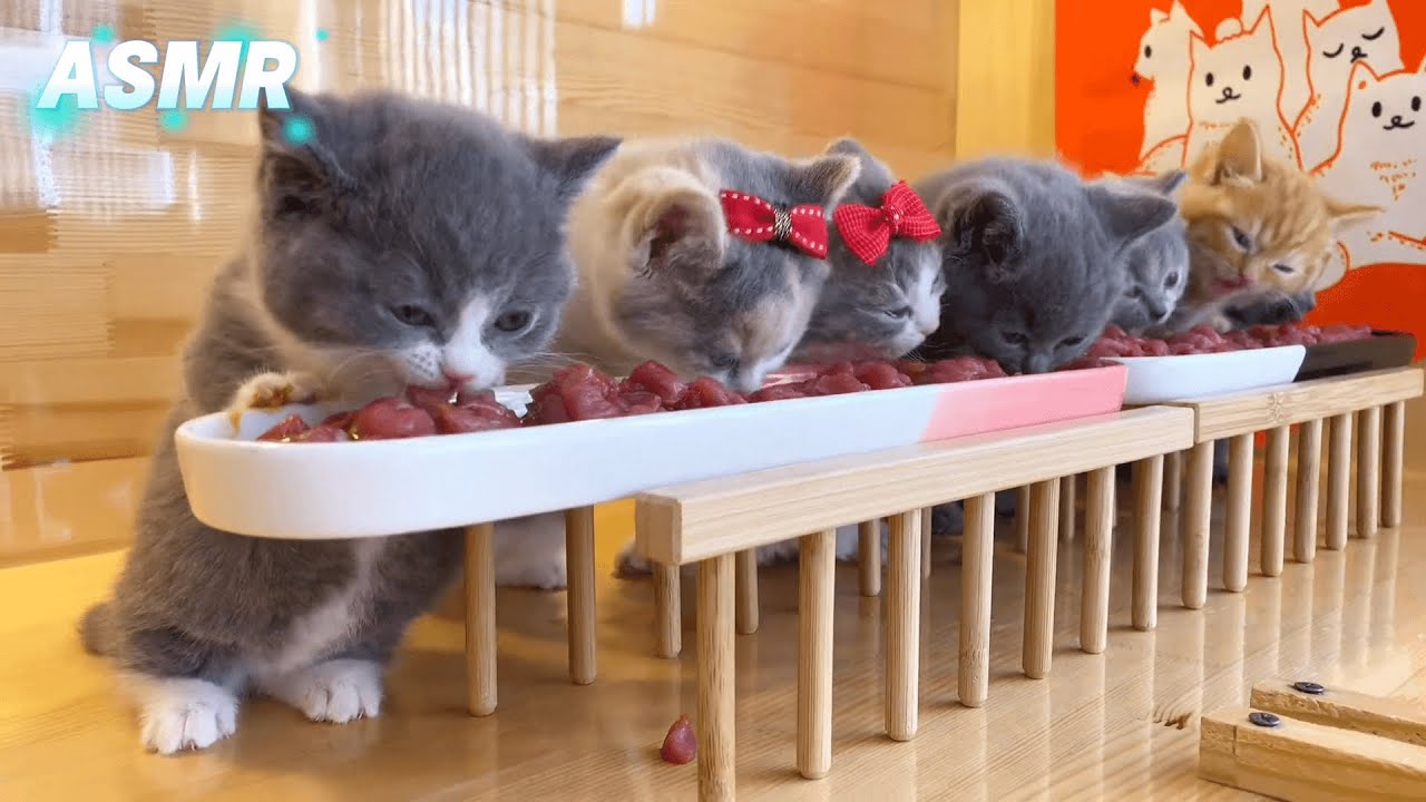 Kitten Eating Sounds for Relaxation 🐾😽 | Adorable ASMR Experience - YouTube
