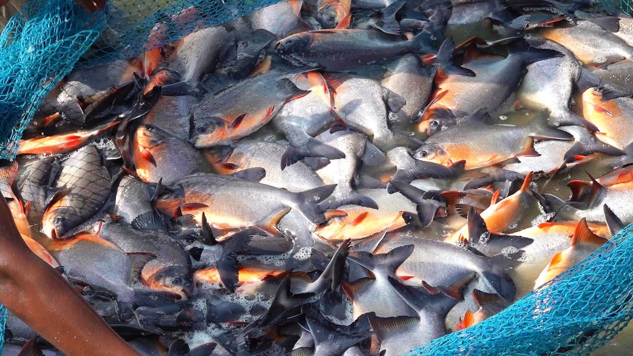 LOT OF ROOPCHAND FISH CATCHING VIDEOS - YouTube