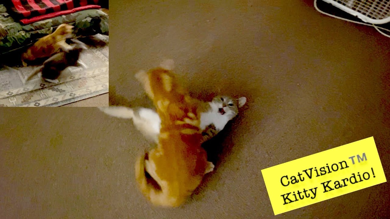 As I Lift Weights, My Cats Do Cardio - YouTube