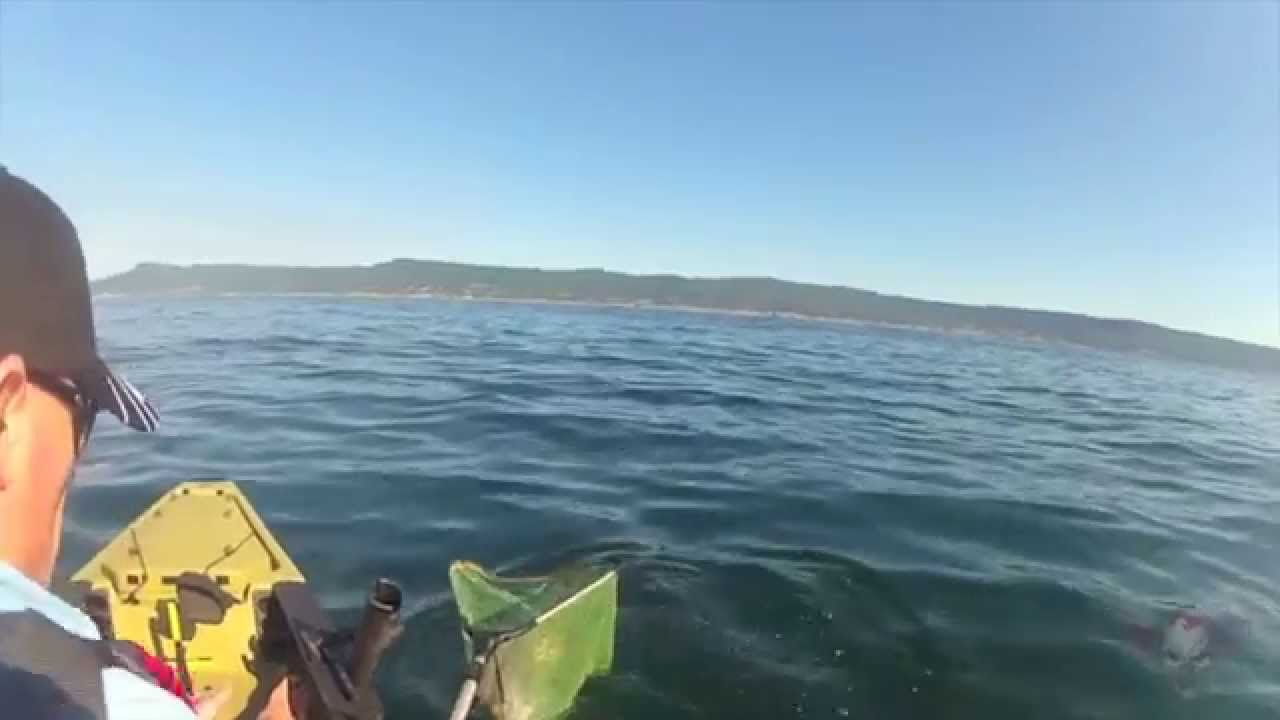 Kayak fishing. 63cm Snapper off Wollongong - YouTube