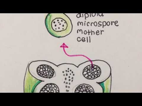 กระบวนการแบ่ง Microspore Mother Cell - YouTube