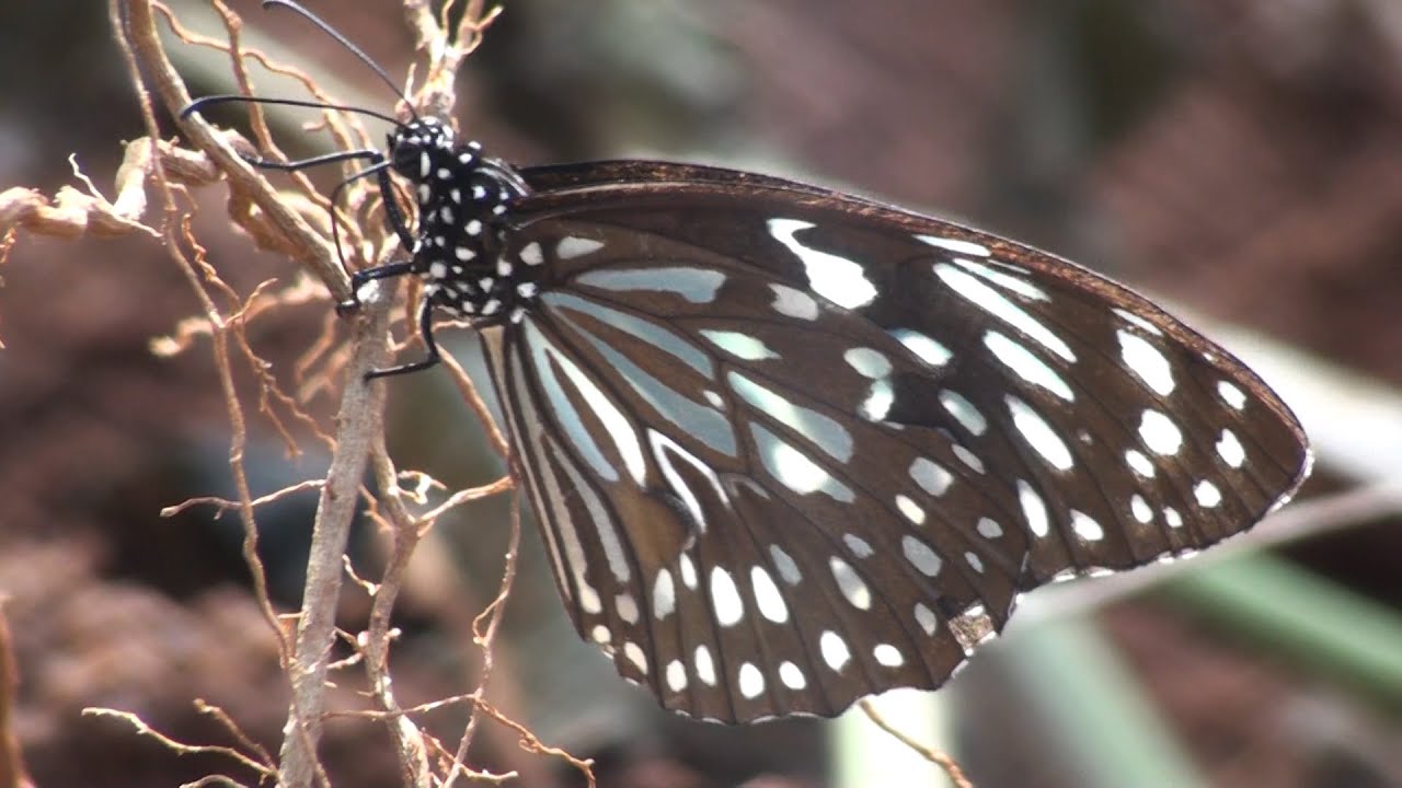 Butterflies mud puddling - YouTube