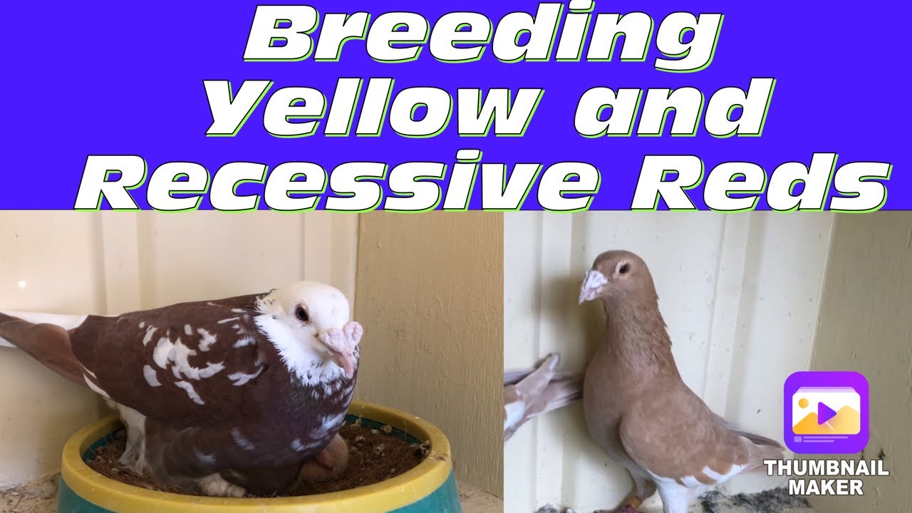 Breeding Recessive Red and Recessive Yellow Pigeons and Other Colour ...