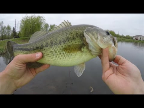 Finesse Fishing Catches Fish! Niko Rig, Ned Rig and Shaky Head's IN ...