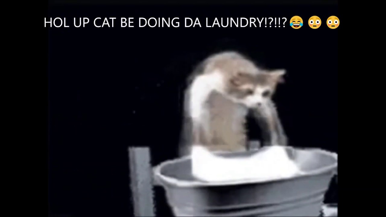 Cat be doing the laundry.mp4 - YouTube