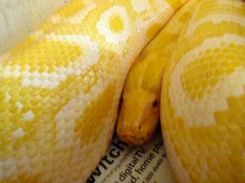 Slightly Grumpy Burmese Python - YouTube