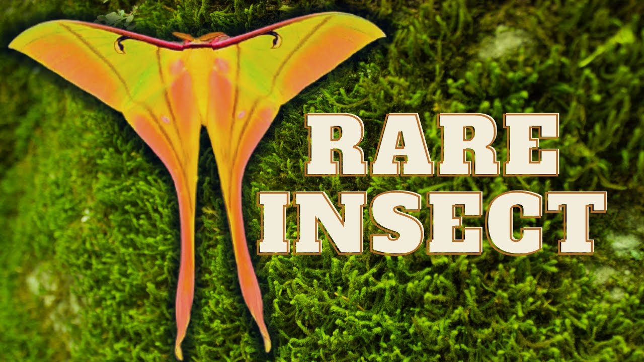 Incredible Insect: Pink Spirit Moth (Silkmoth life cycle) Actias ...