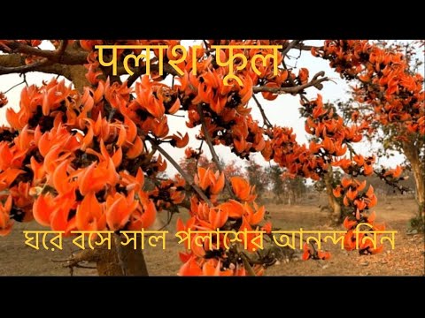 Lal Palash Phool। লাল পলাশের আনন্দ নিন । | FLAME of the forest - YouTube