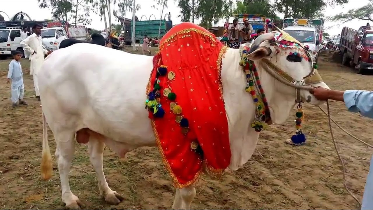 Talagang Bull Race - Dand Mela - Cattle show, Punjab Pakistan part 1 ...