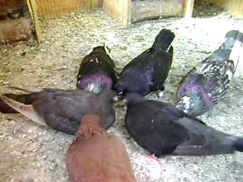 Parlor Roller Pigeons Eating Again.... - YouTube