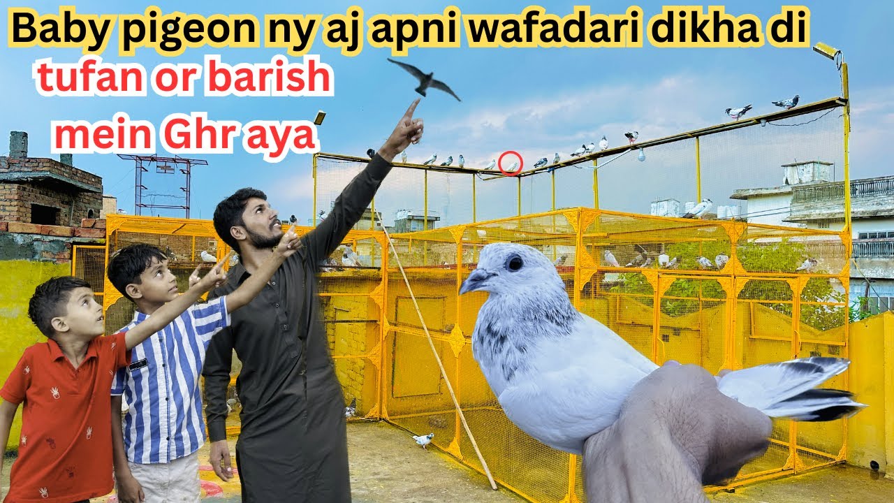 Kharab mosam mein bachy ura dia 😱 | Dar pigeons club | - YouTube